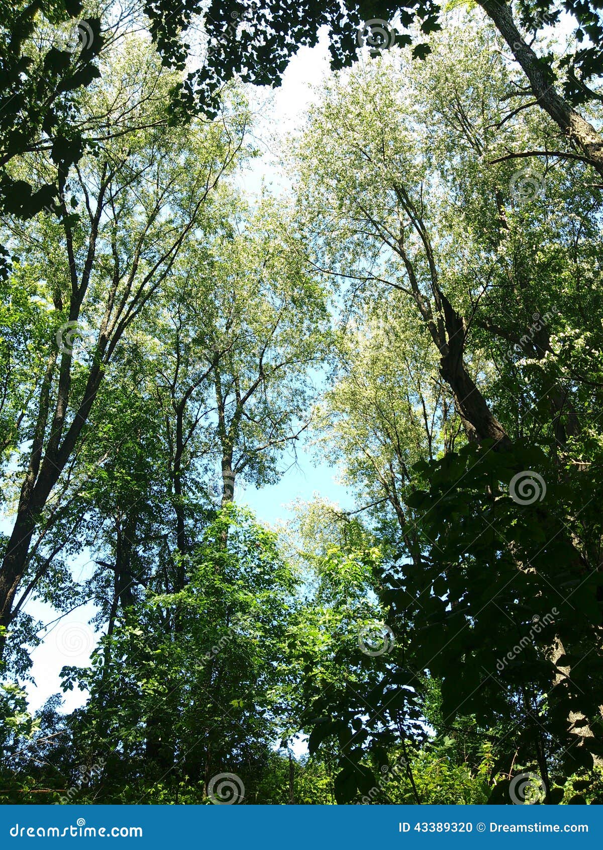 Sky through the trees stock photo. Image of nature, woodland - 43389320