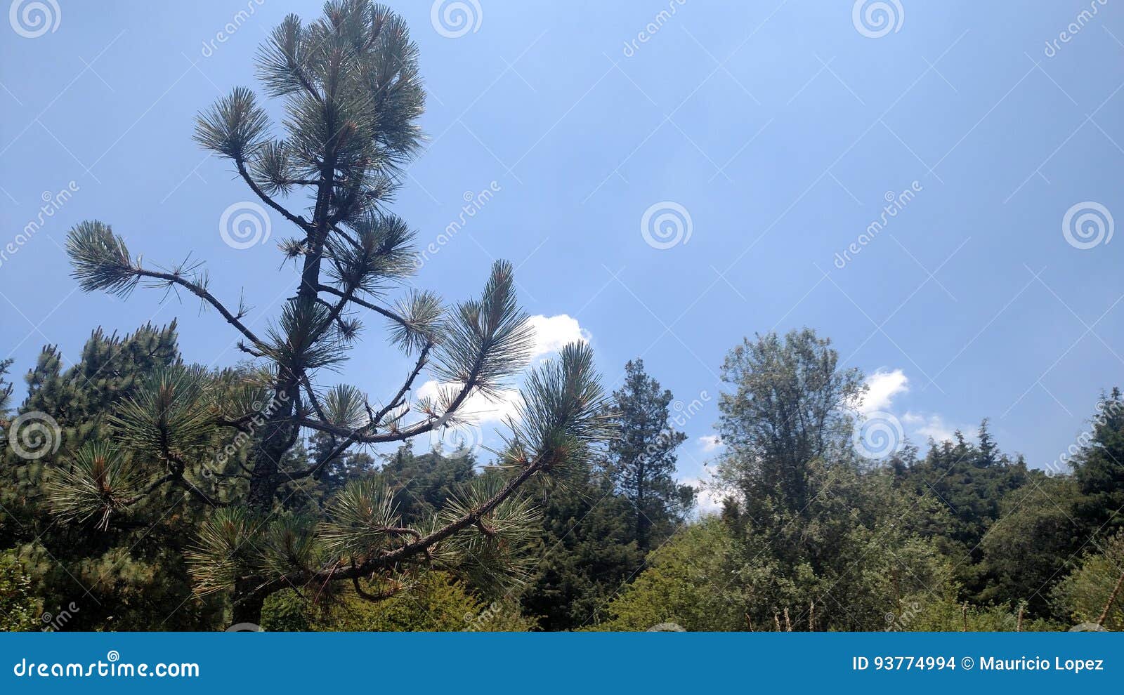 Sky and trees stock photo. Image of warm, forest, nice - 93774994