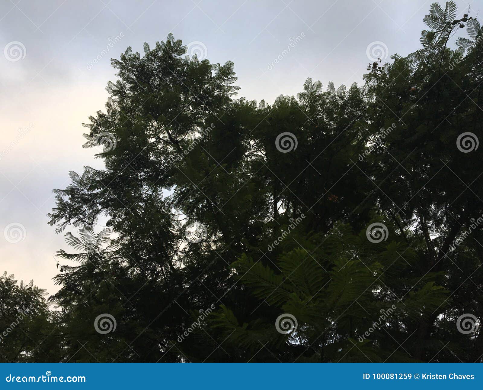 Sky and Trees Overlapping stock image. Image of nature - 100081259