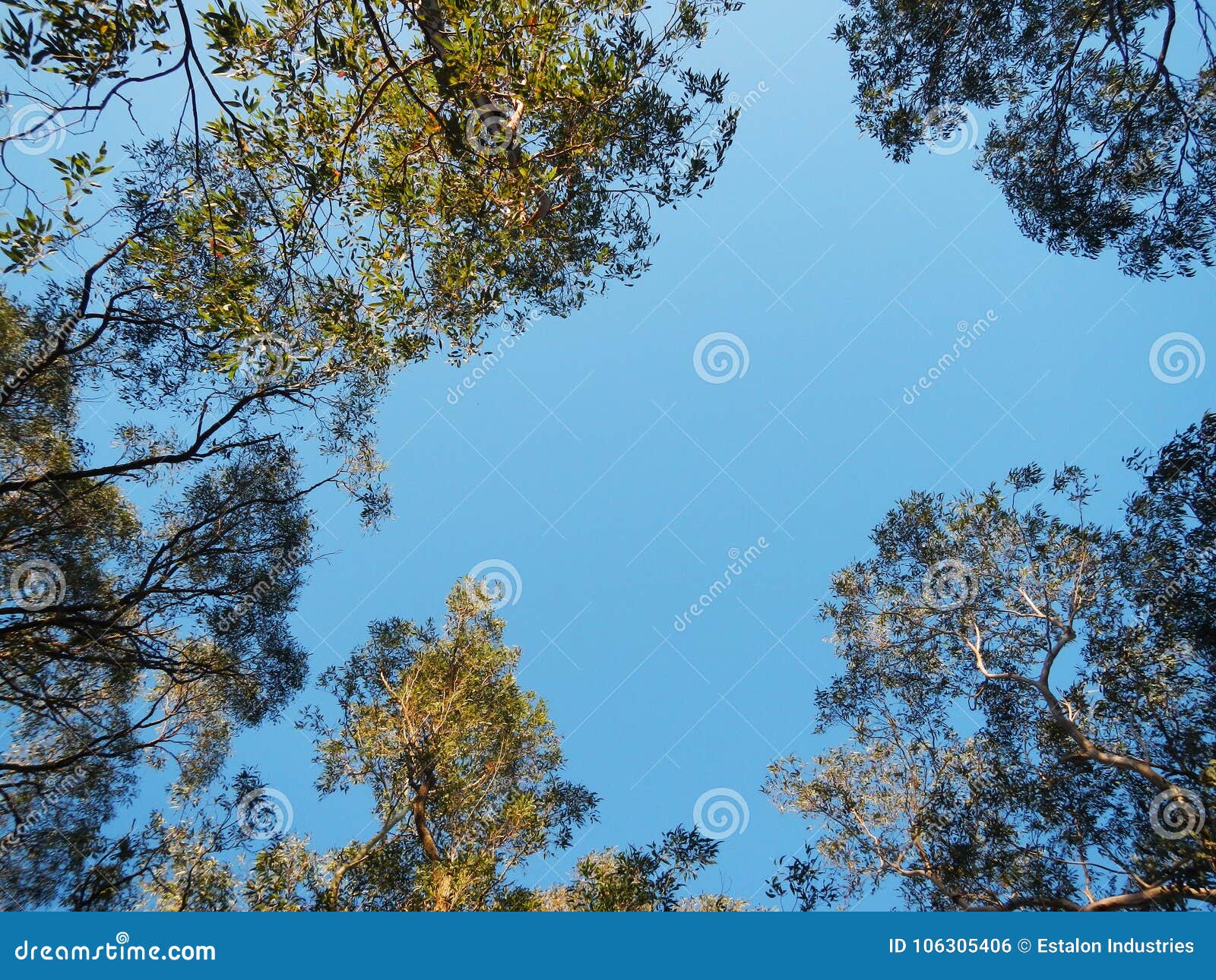 Sky with Trees Perspective Background Stock Photo - Image of flat, blue ...
