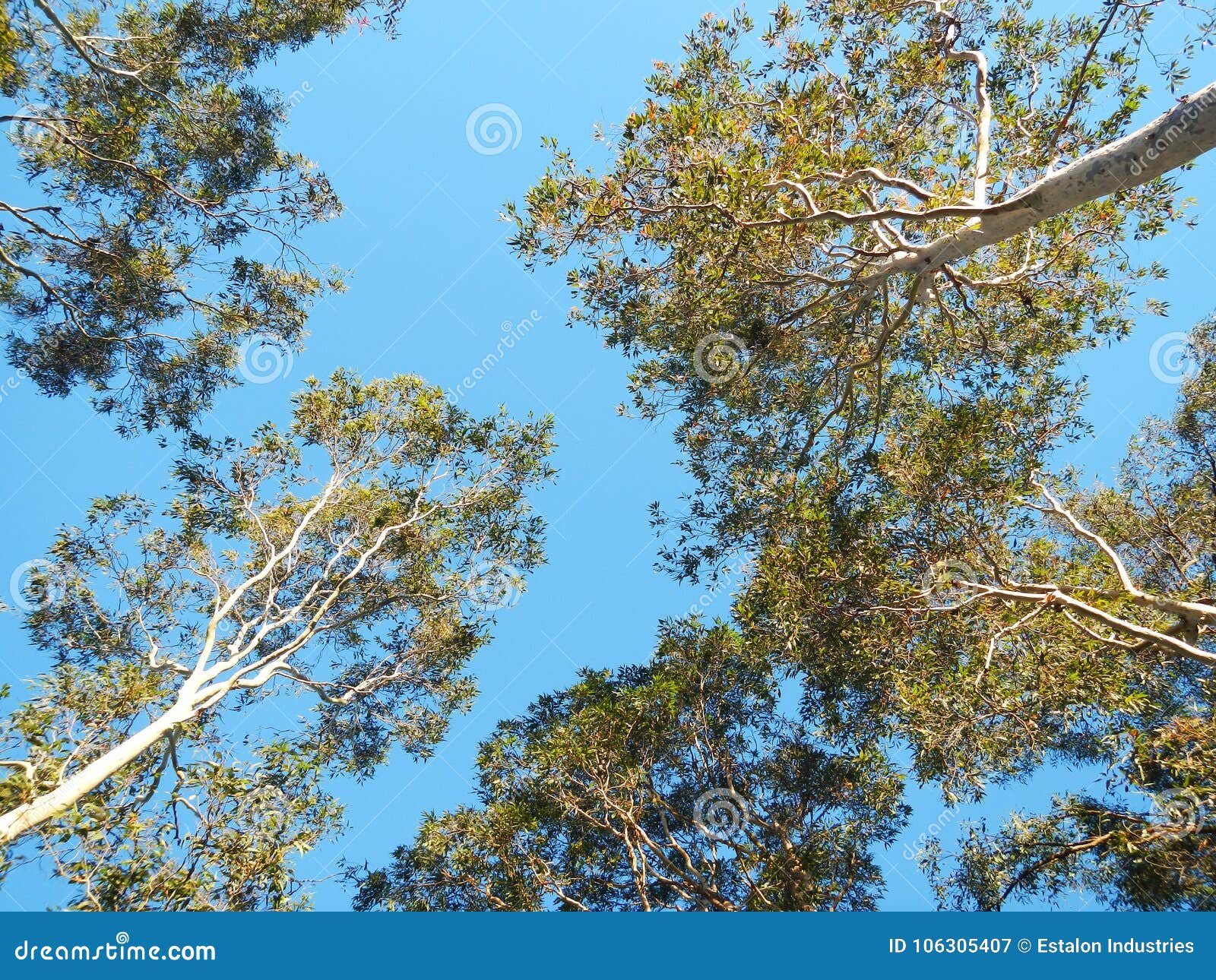 Sky with Trees Perspective Background Stock Image - Image of circle ...