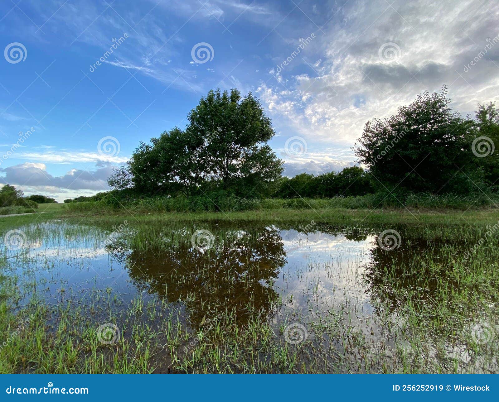 Sky and Trees Reflected on the Marsh with Mountains in the Background ...
