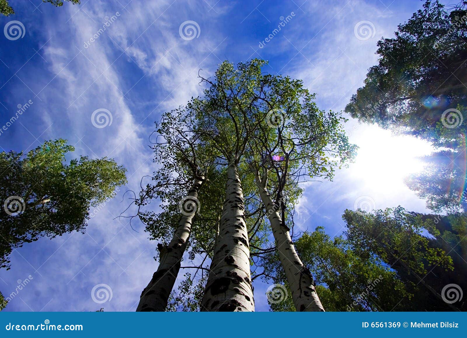 Sky with Trees surrounding stock image. Image of forest - 6561369