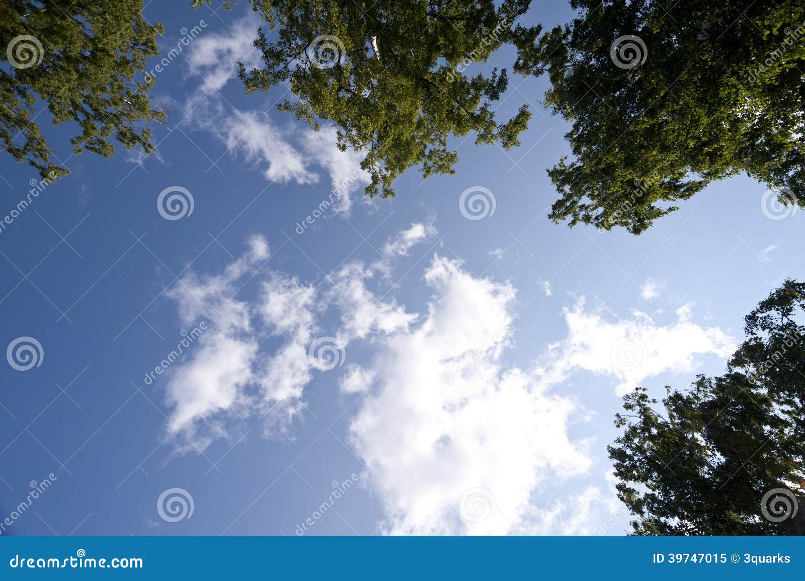 Sky with Trees stock image. Image of treetops, cloud - 39747015