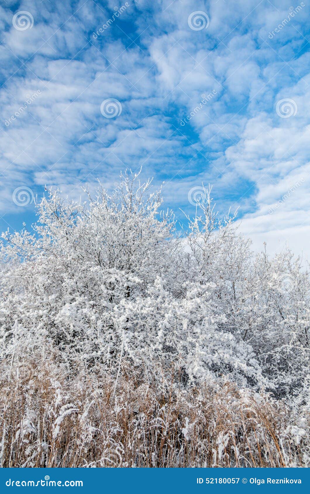 Sky and Trees at Winter Time Stock Image - Image of light, frost: 52180057