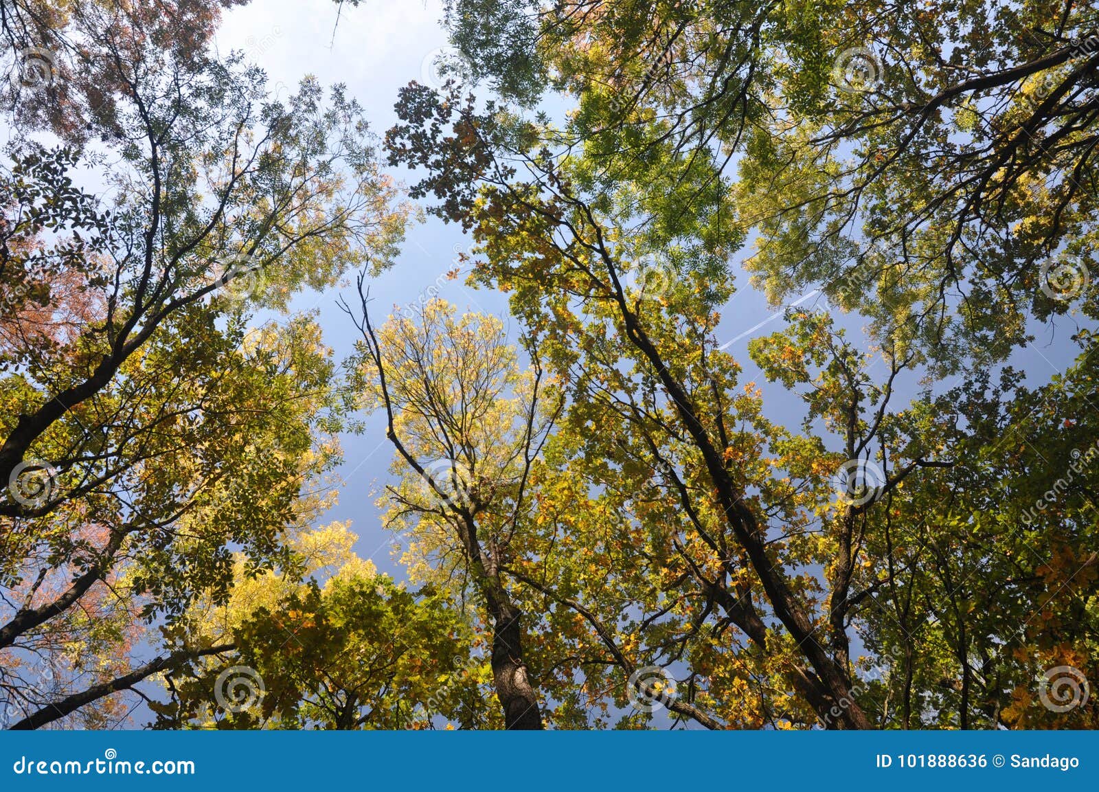 Sky through treetops stock photo. Image of brilliant - 101888636