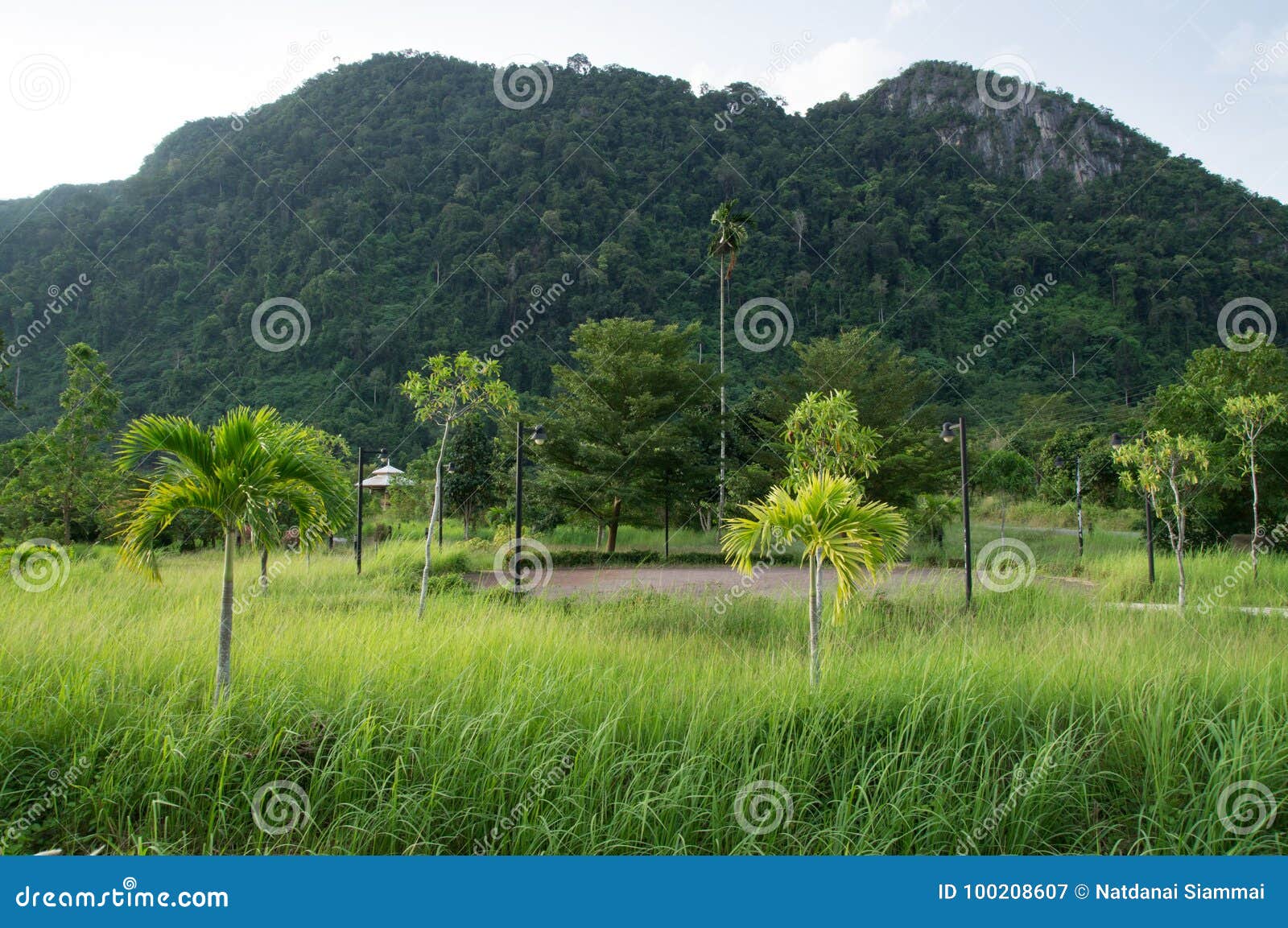 The sky in twilight stock image. Image of agriculture - 100208607