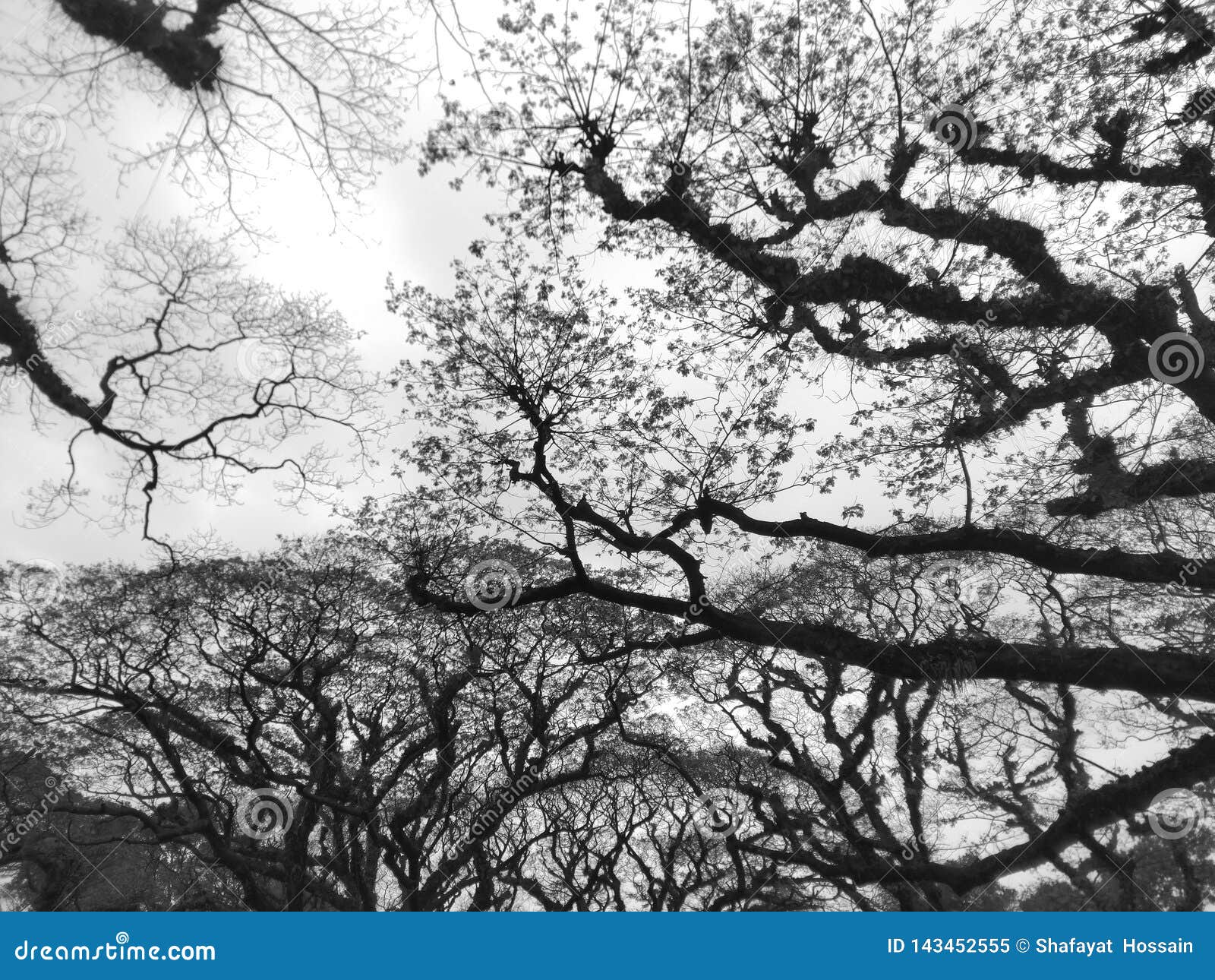 Sky Under the Black Branches Stock Image - Image of forest, bright ...
