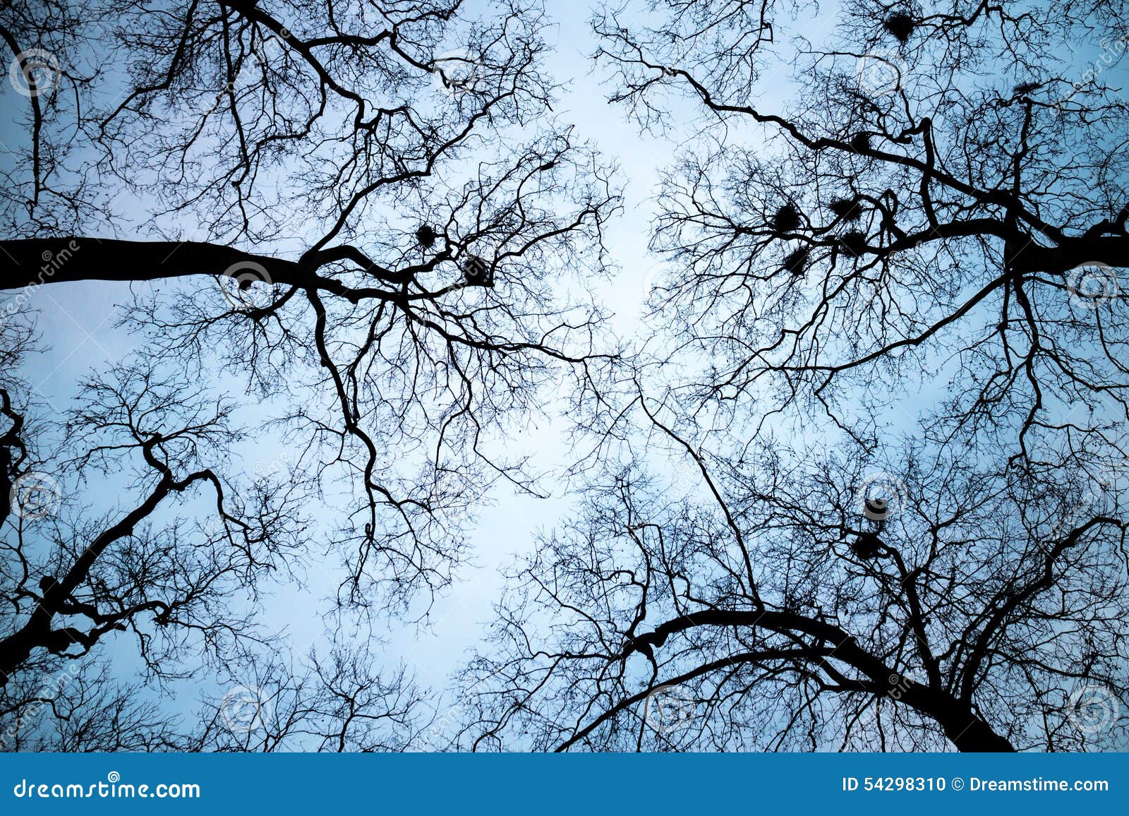 Contrast Of Trees Stock Photo | CartoonDealer.com #196417236