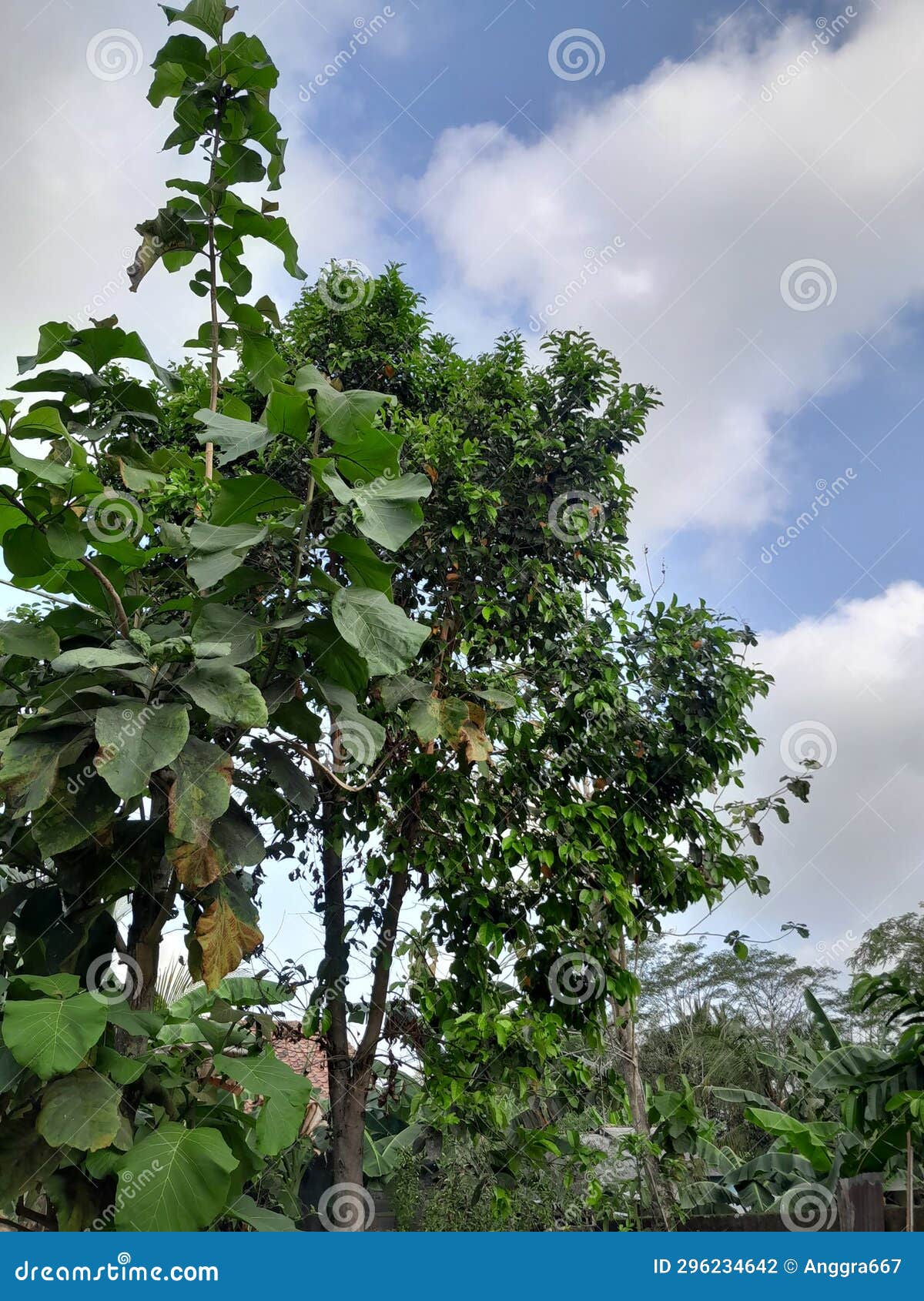 The SKY is VERY CLEAR the TREES are LUSH Stock Photo - Image of lush ...