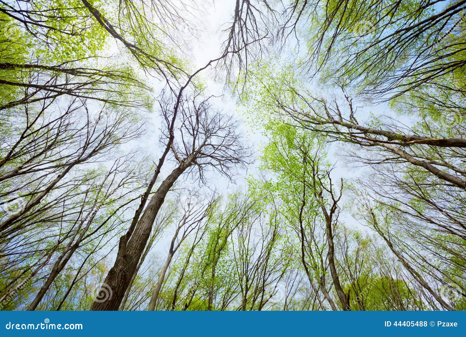Sky View in the Deciduous Spring Forest Stock Photo - Image of ...