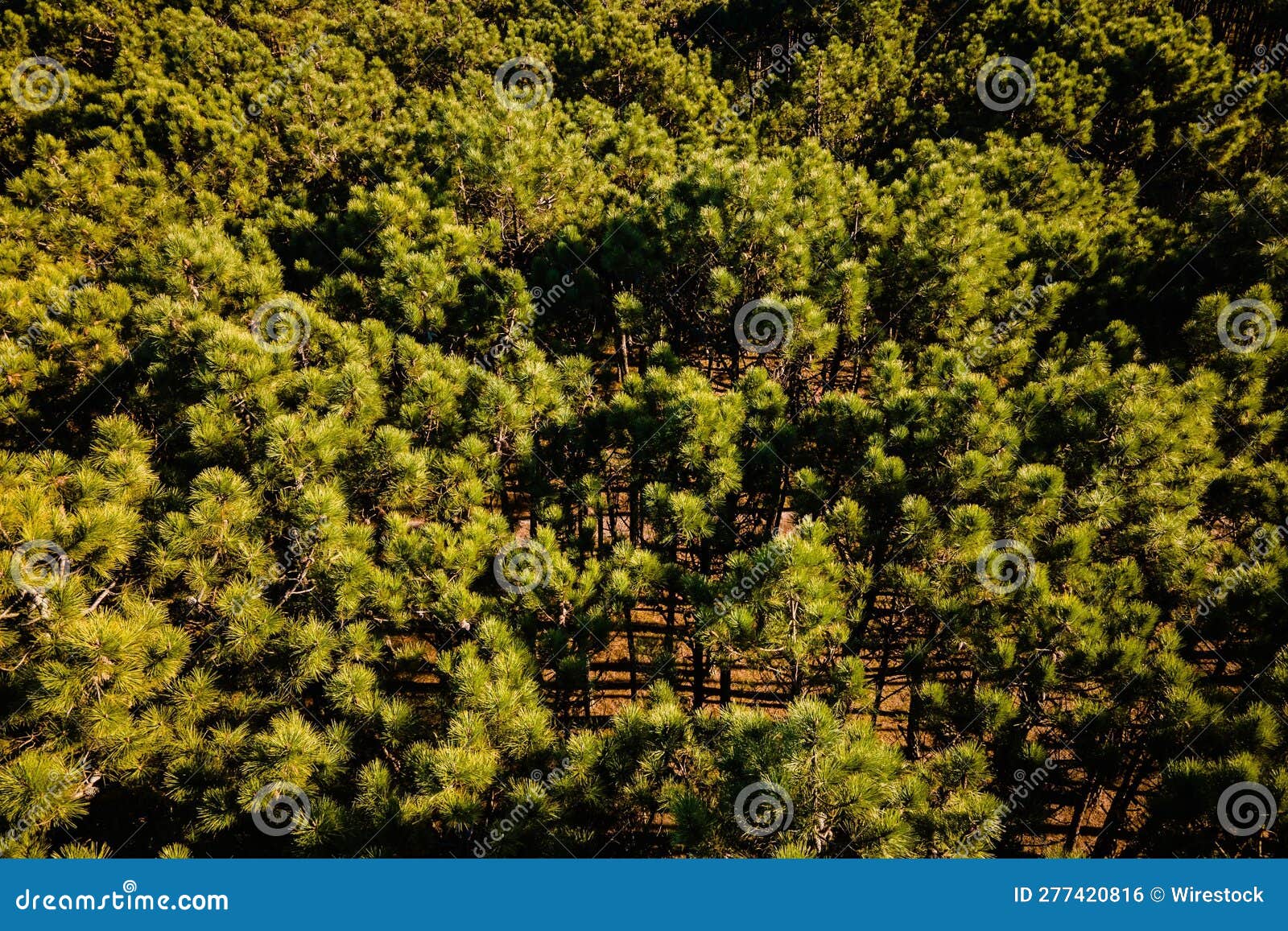 Sky View of Pine Trees at Sunset Stock Photo - Image of landscape ...