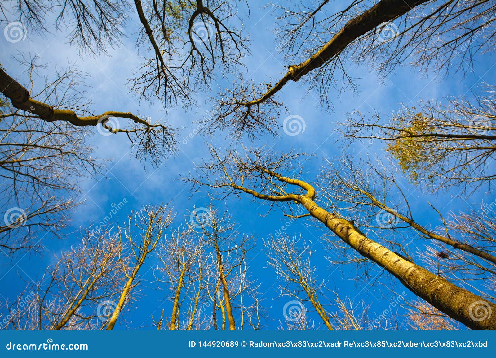 Sky View through the Trees of a Forest in Autumn Stock Image - Image of ...