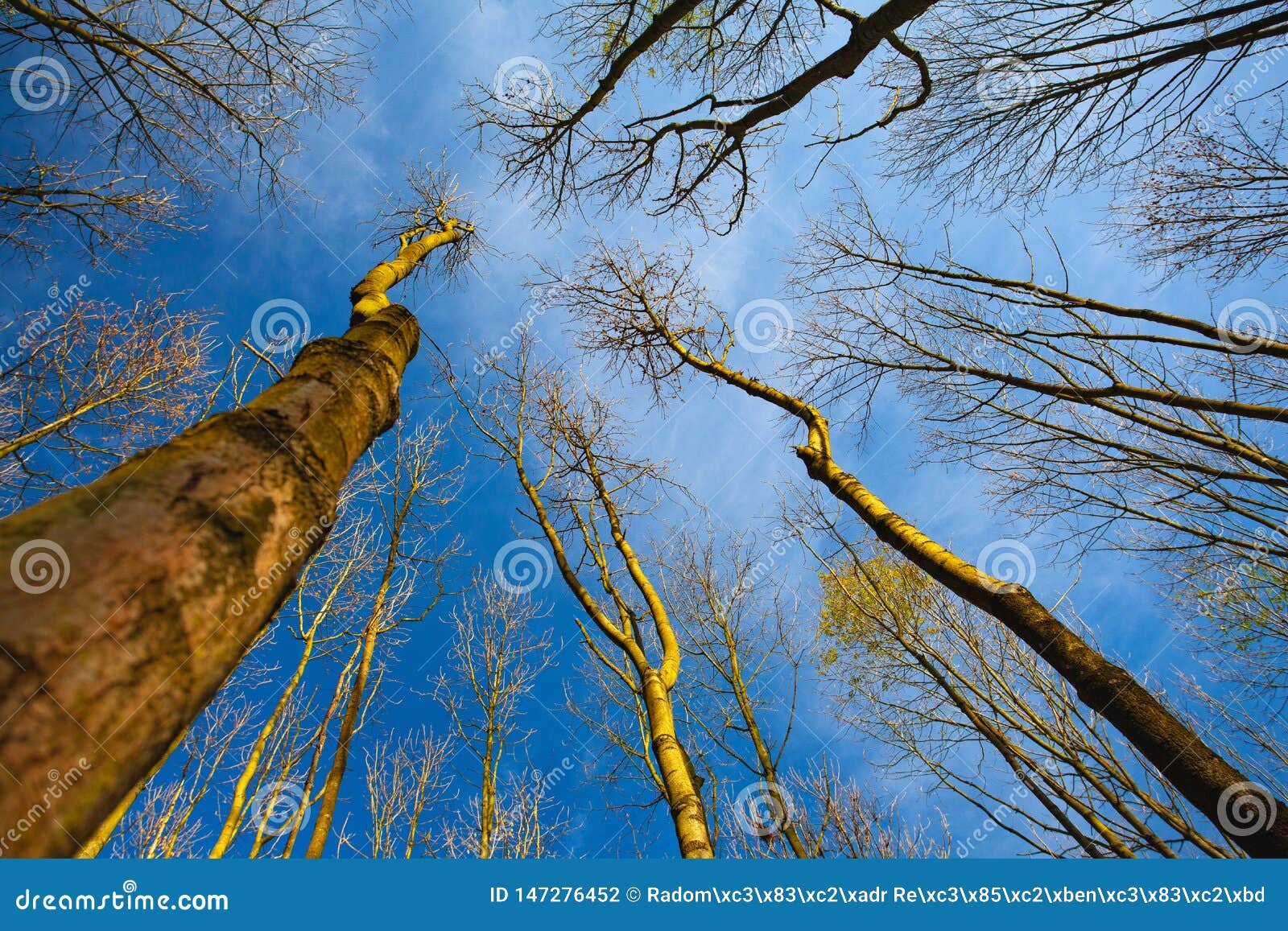 Sky View through the Trees of a Forest in Autumn Stock Photo - Image of ...