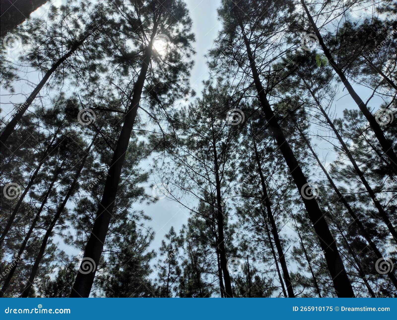 Sky view under pine forest stock image. Image of mojokerto - 265910175