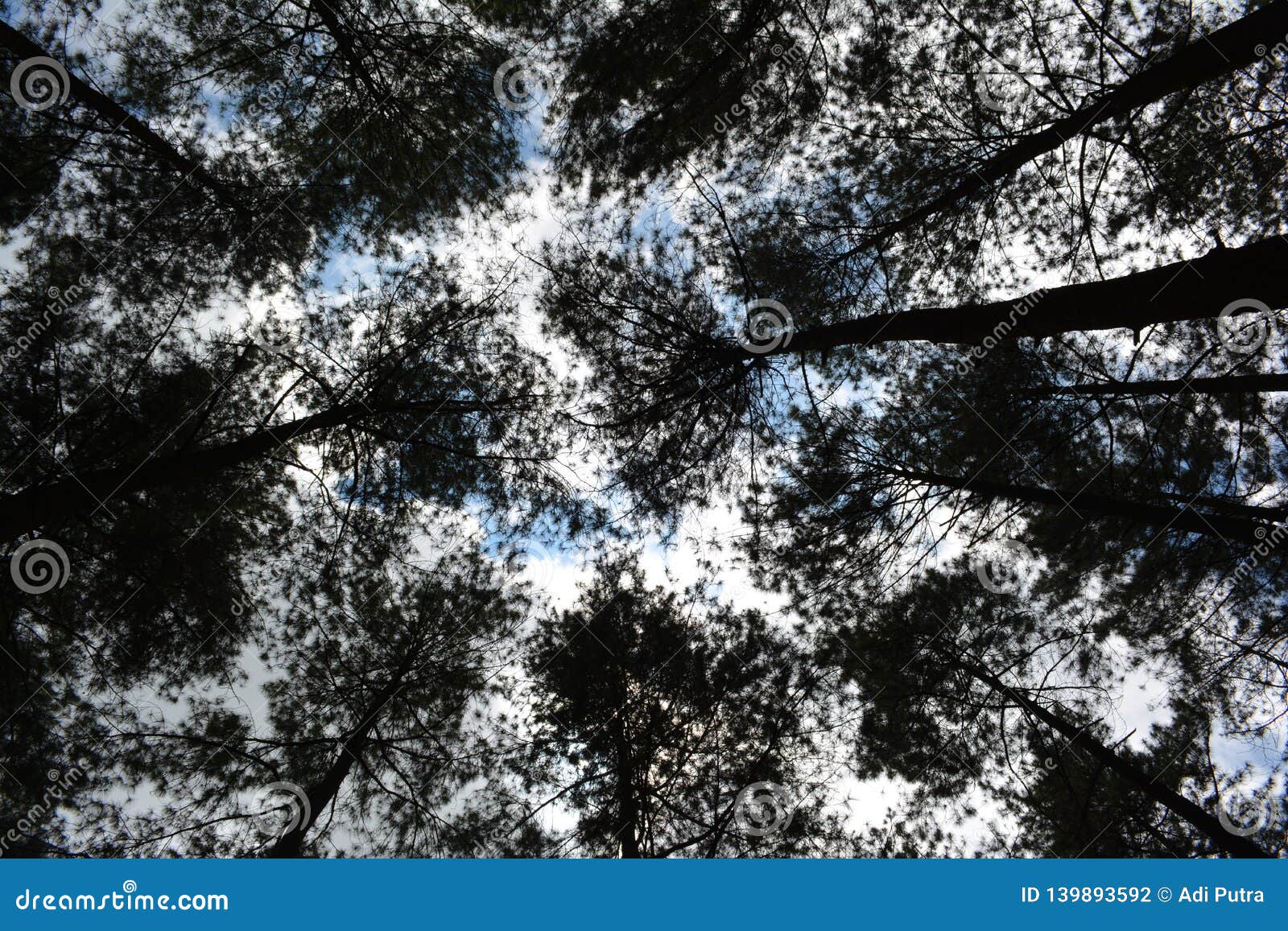 Sky View from Under Pine Trees Stock Photo - Image of long, scene ...