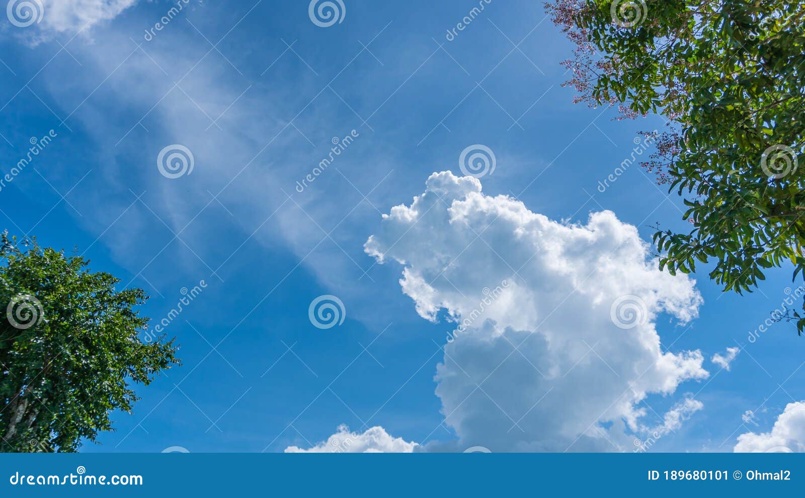 A sky view under the tree. stock image. Image of green - 189680101