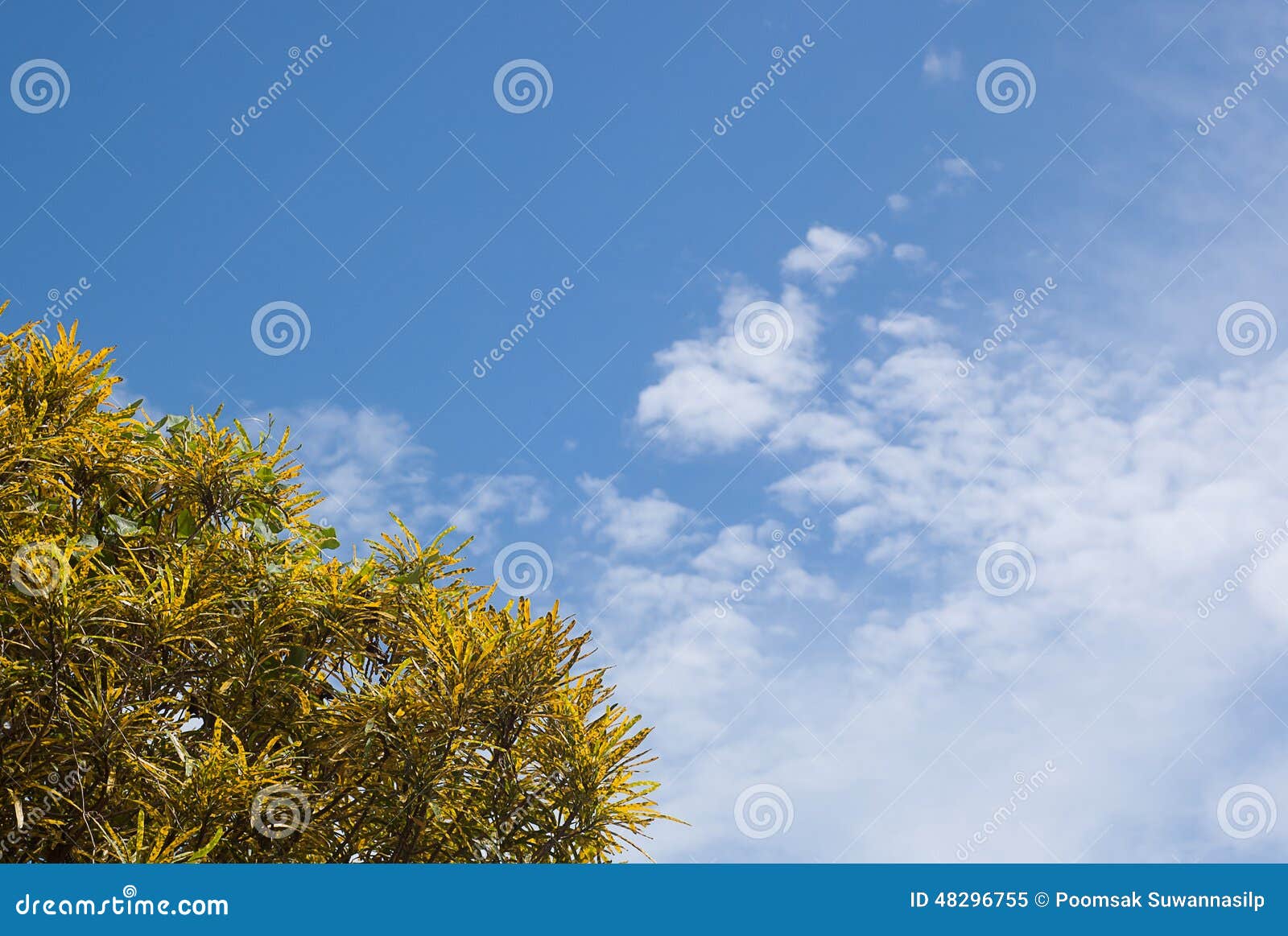 Sky with yellow tree stock image. Image of flora, bright - 48296755