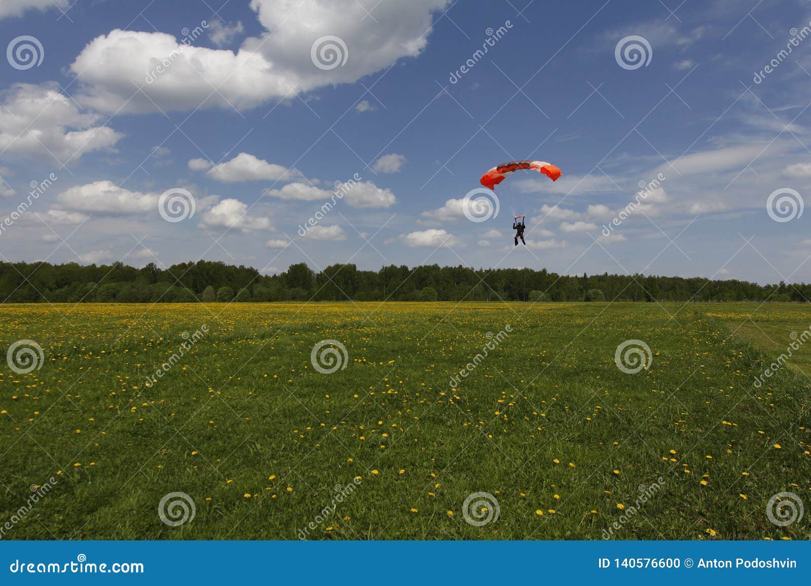 Skydiving. a Canopy Pilot is Landing on the Green Field Stock Photo ...