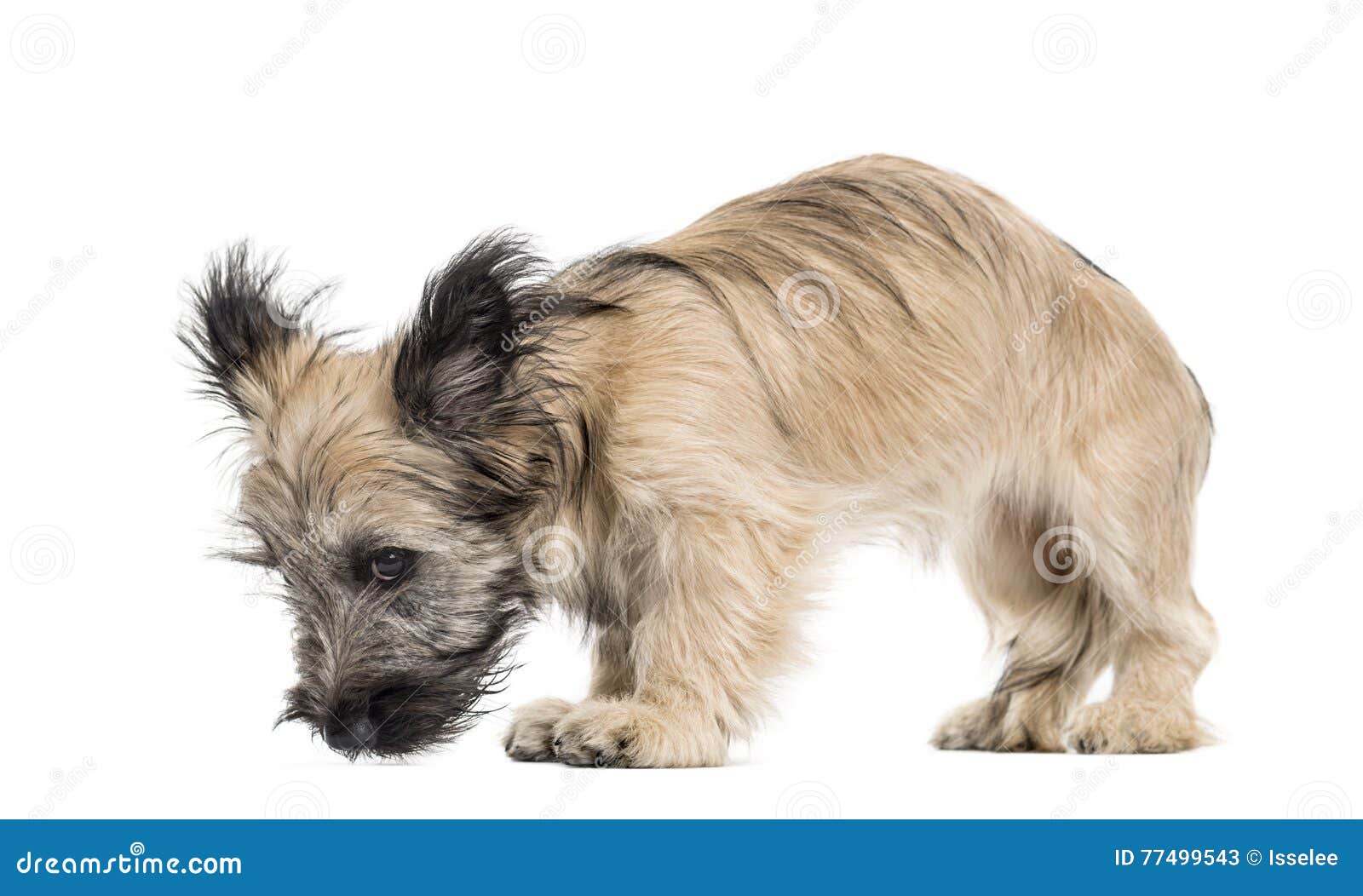 Skye Terrier Dog Looking Down Stock Image - Image of isolated, purebred ...