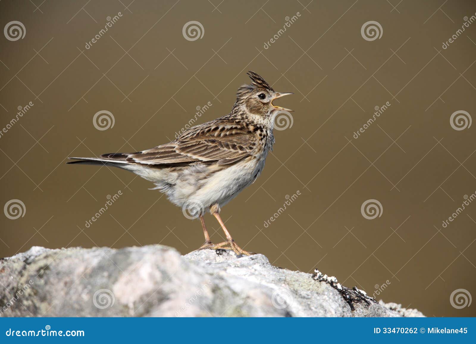 Skylark, Alauda arvensis stock photo. Image of wildlife - 33470262