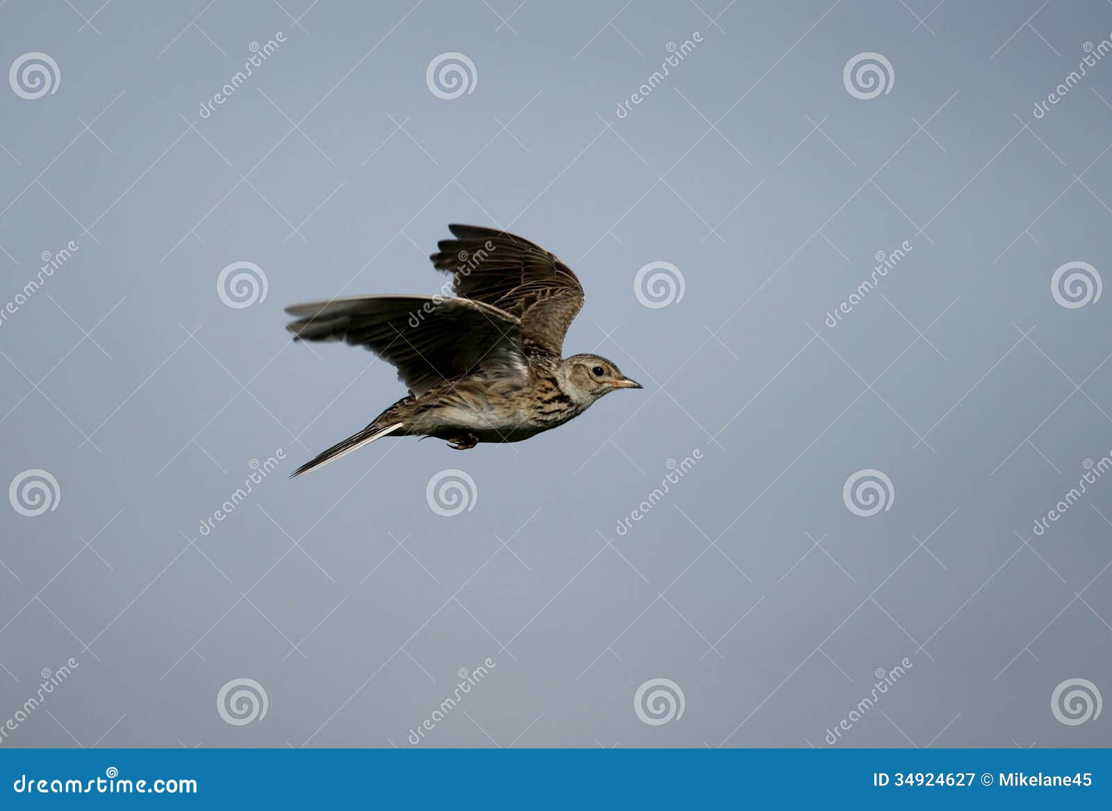 Skylark, Alauda arvensis stock image. Image of flight - 34924627