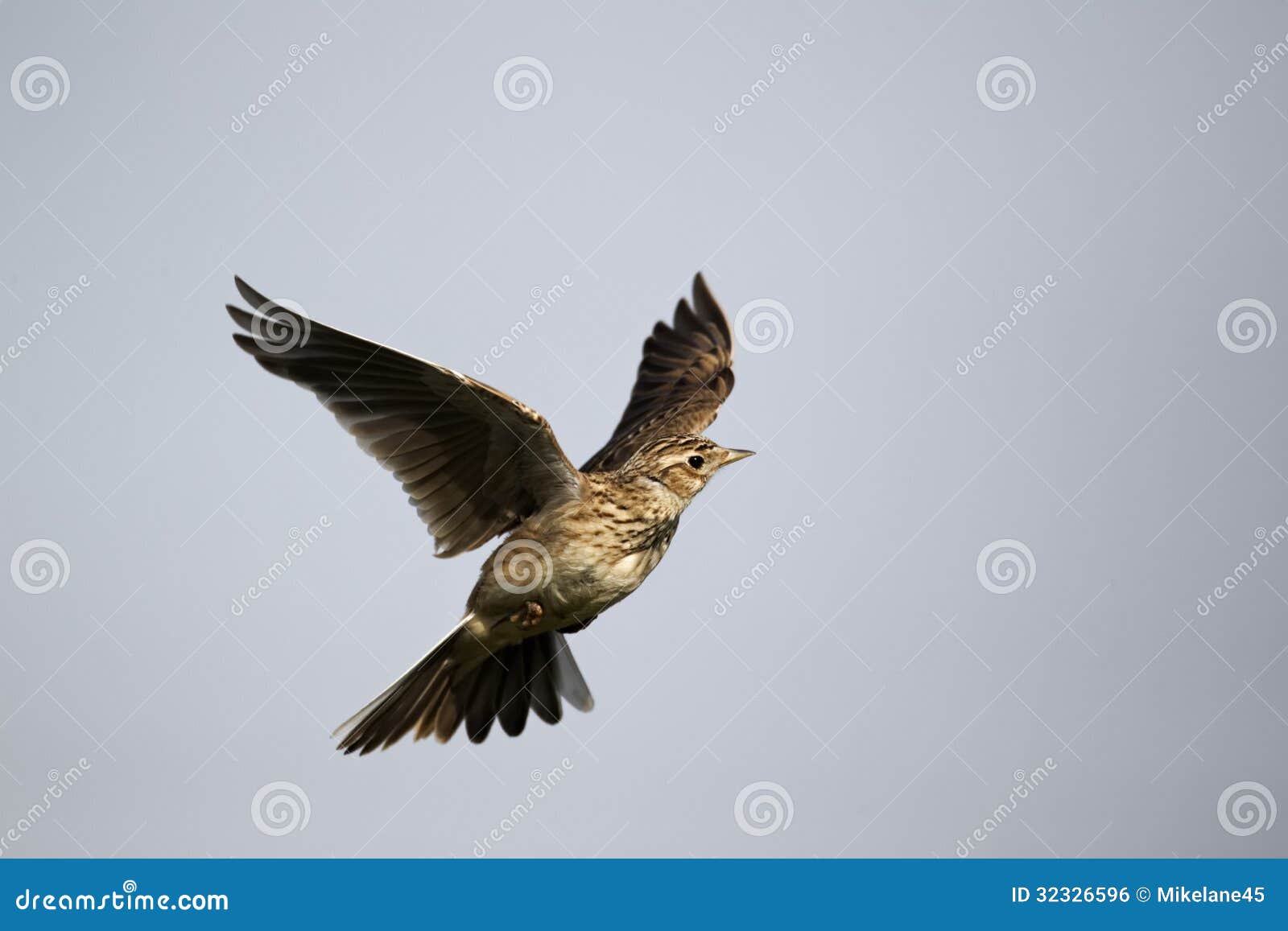 Skylark, Alauda arvensis stock photo. Image of flying - 32326596