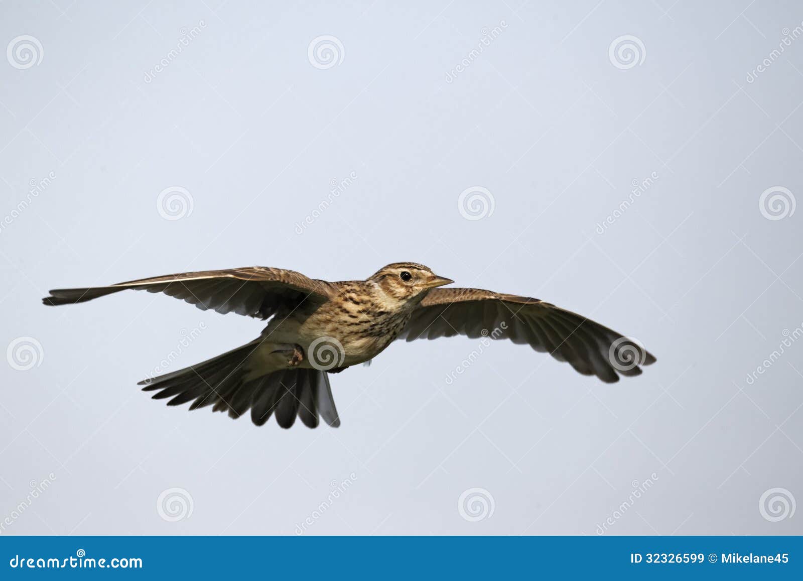 Skylark, Alauda arvensis stock image. Image of flight - 32326599