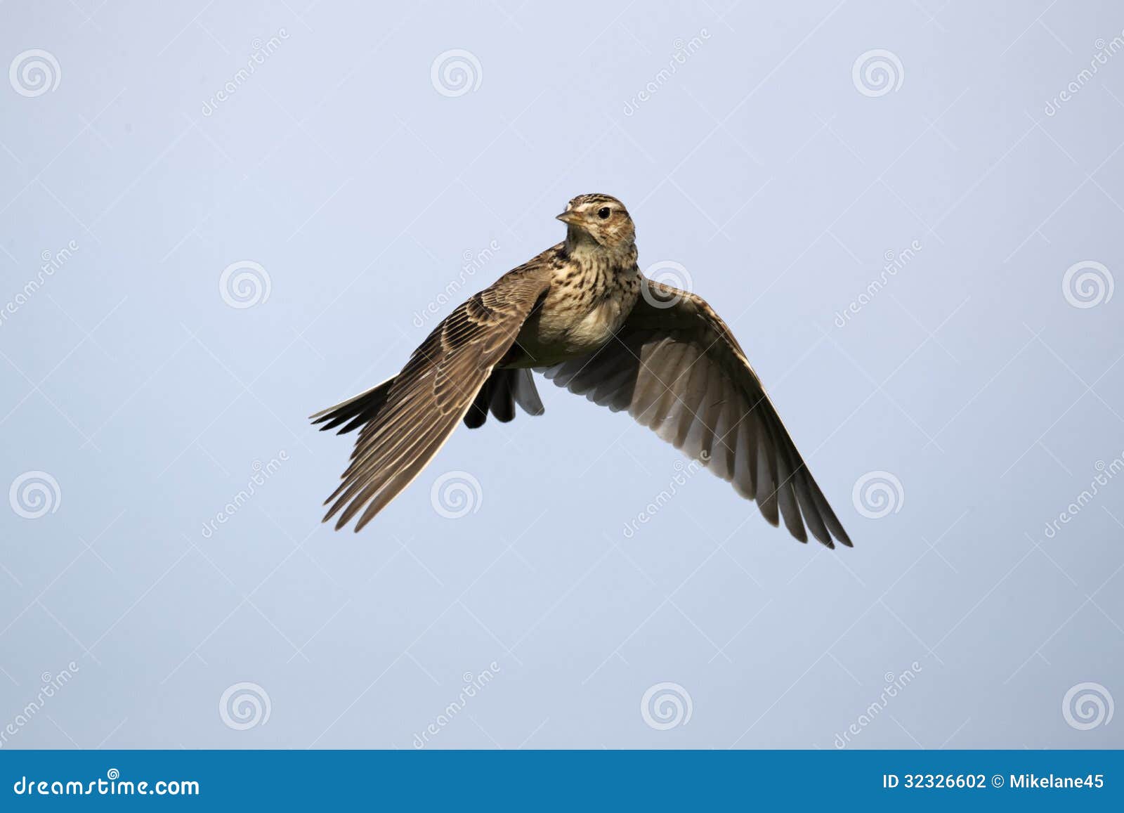 Skylark, Alauda arvensis stock photo. Image of nature - 32326602