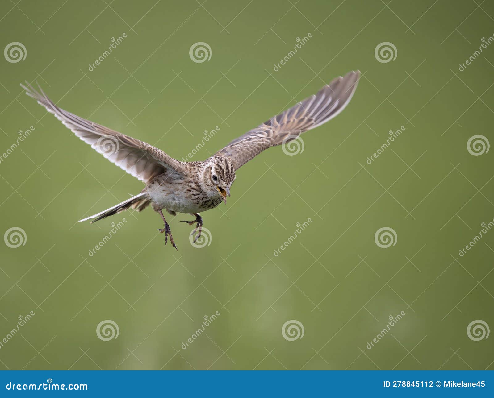 Skylark, Alauda arvensis stock photo. Image of arvensis - 278845112