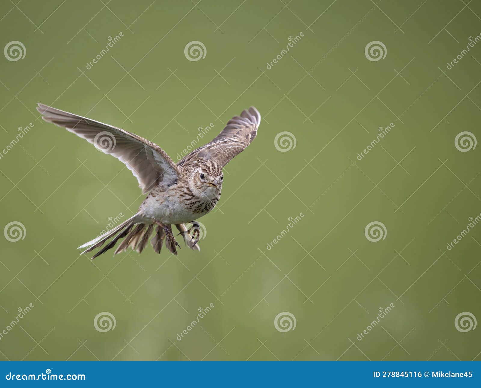 Skylark, Alauda arvensis stock photo. Image of animal - 278845116