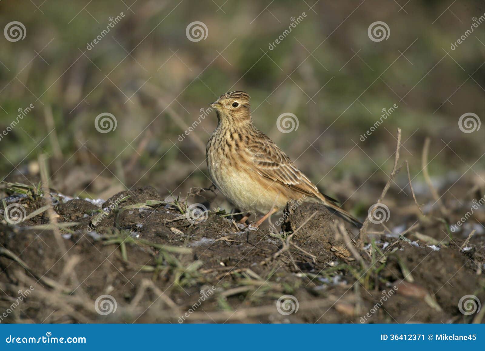 Skylark, Alauda arvensis stock image. Image of wildlife - 36412371