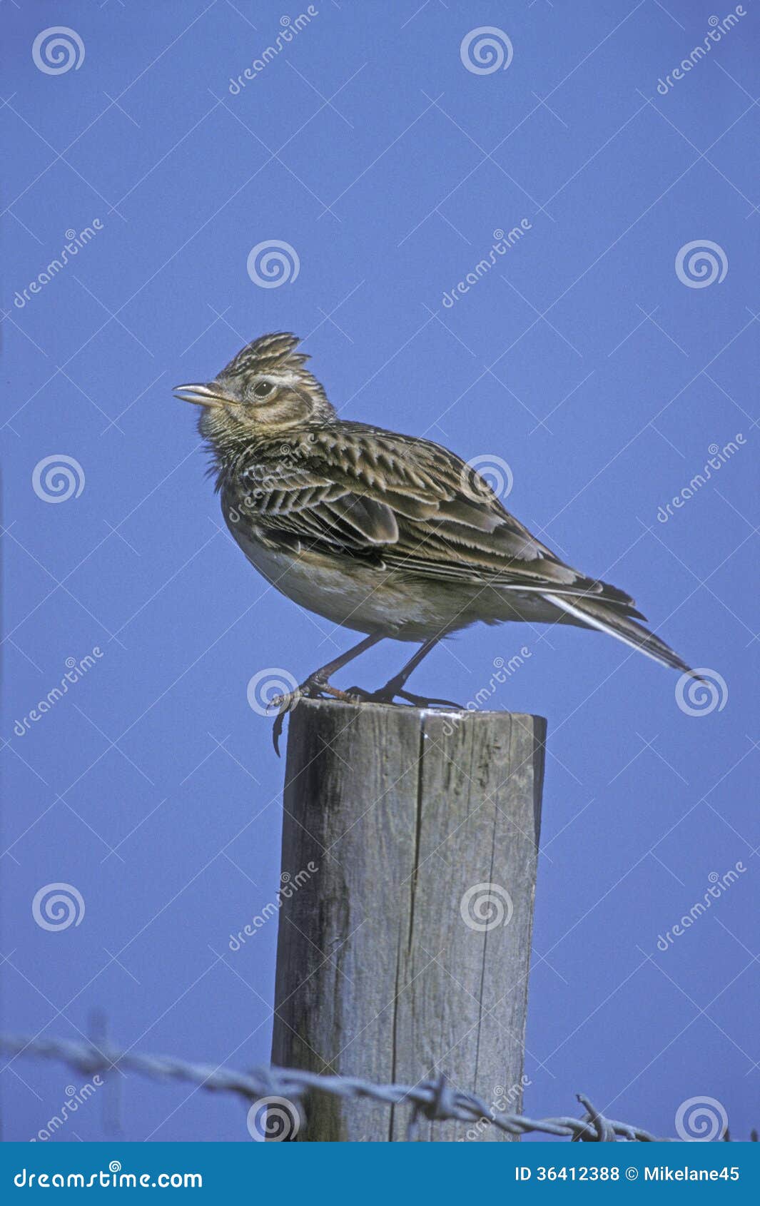Skylark, Alauda arvensis stock photo. Image of wildlife - 36412388