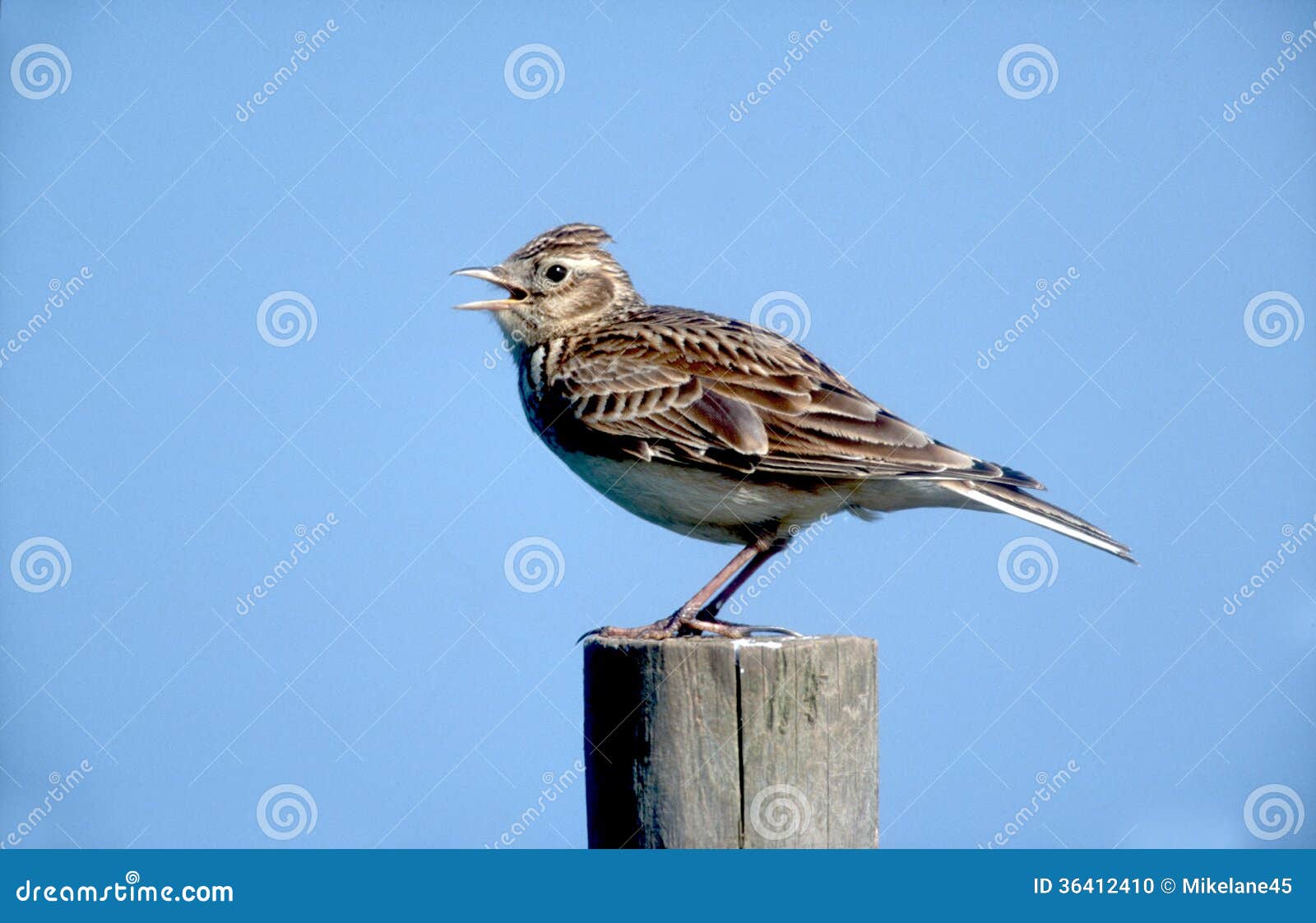 Skylark, Alauda arvensis stock photo. Image of feather - 36412410