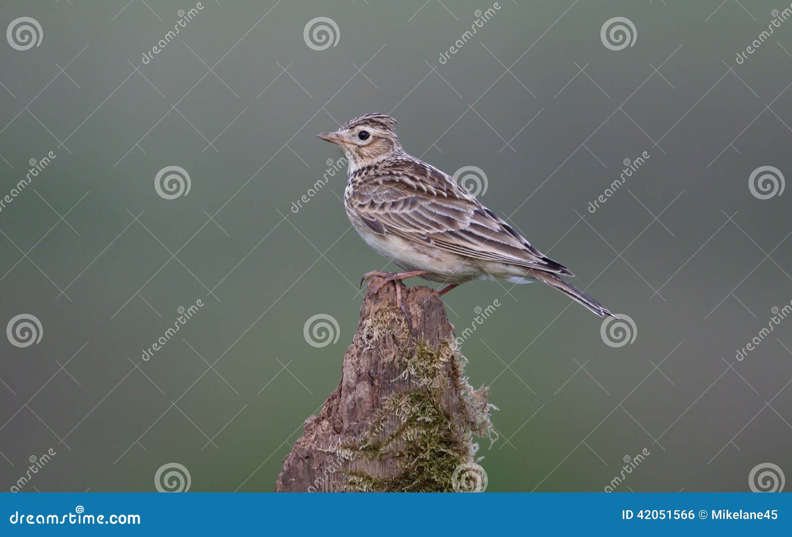 Skylark, Alauda arvensis stock photo. Image of nature - 42051566