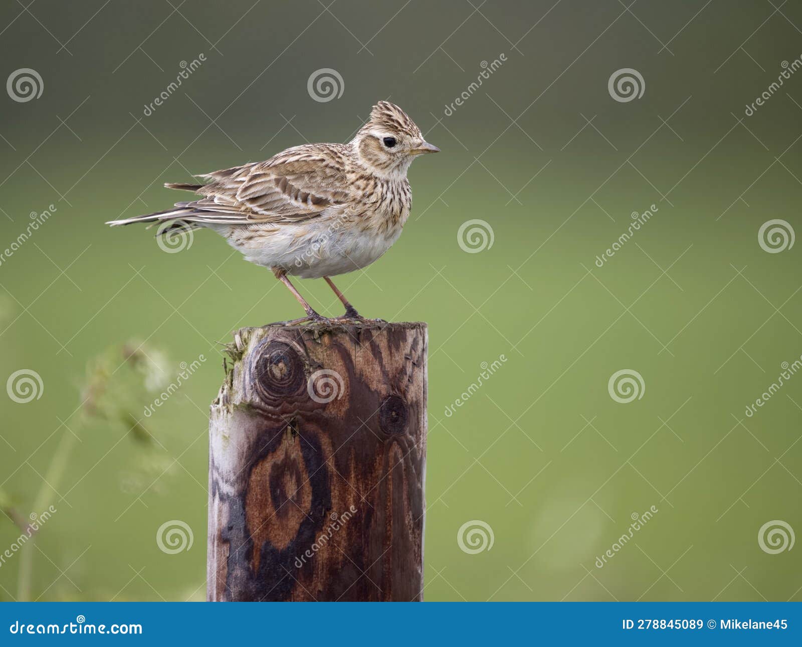 Skylark, Alauda arvensis stock image. Image of skylark - 278845089