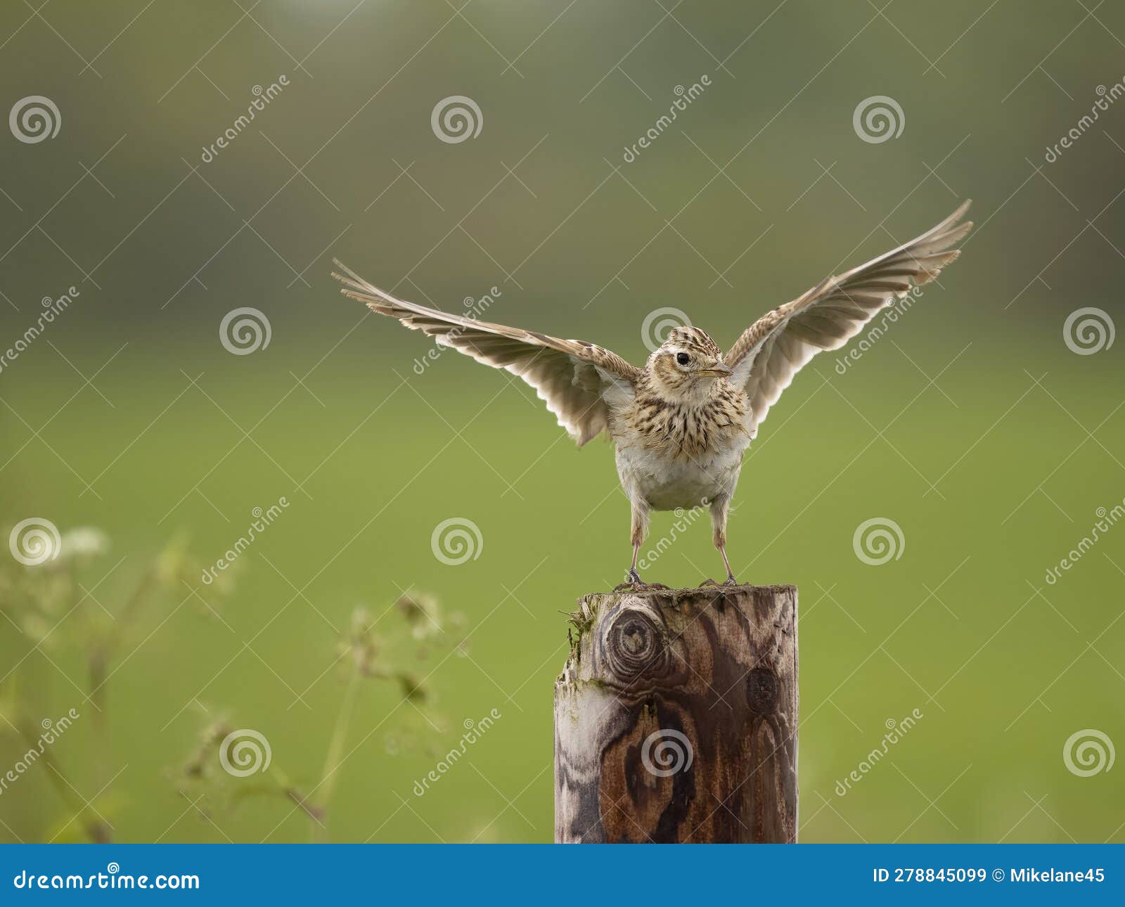 Skylark, Alauda arvensis stock image. Image of nature - 278845099