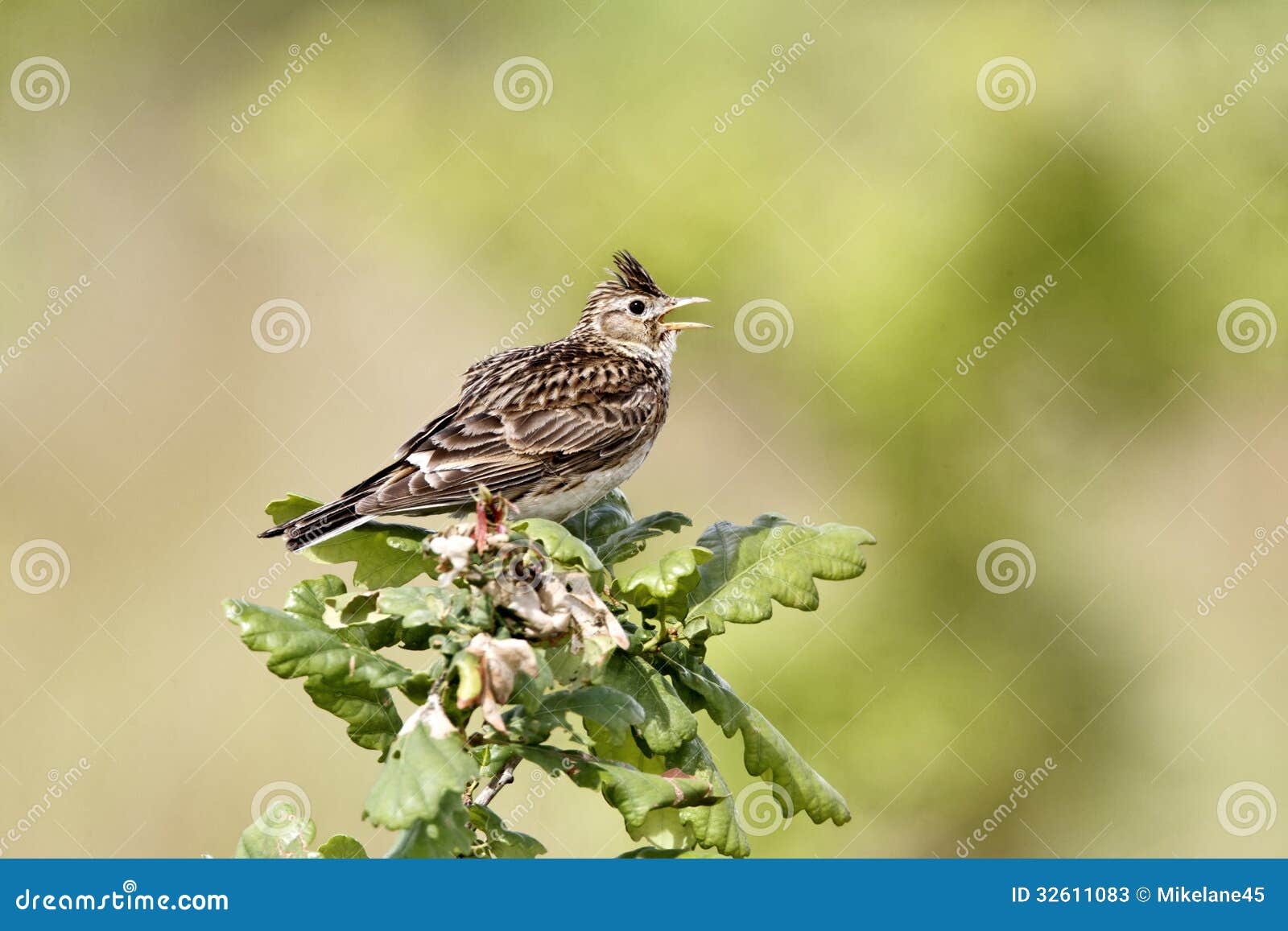 Skylark, Alauda Arvensis Royalty-Free Stock Photography | CartoonDealer ...