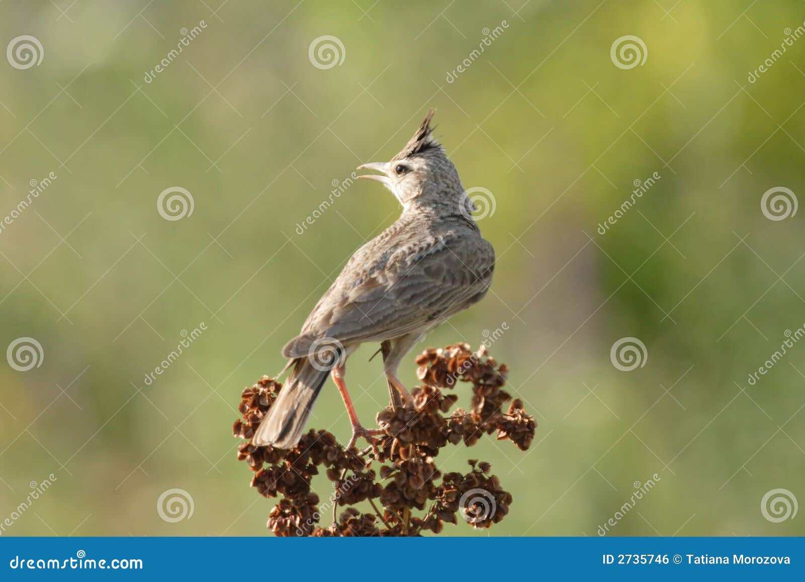Skylark Bird stock photo. Image of natural, country, grass - 2735746