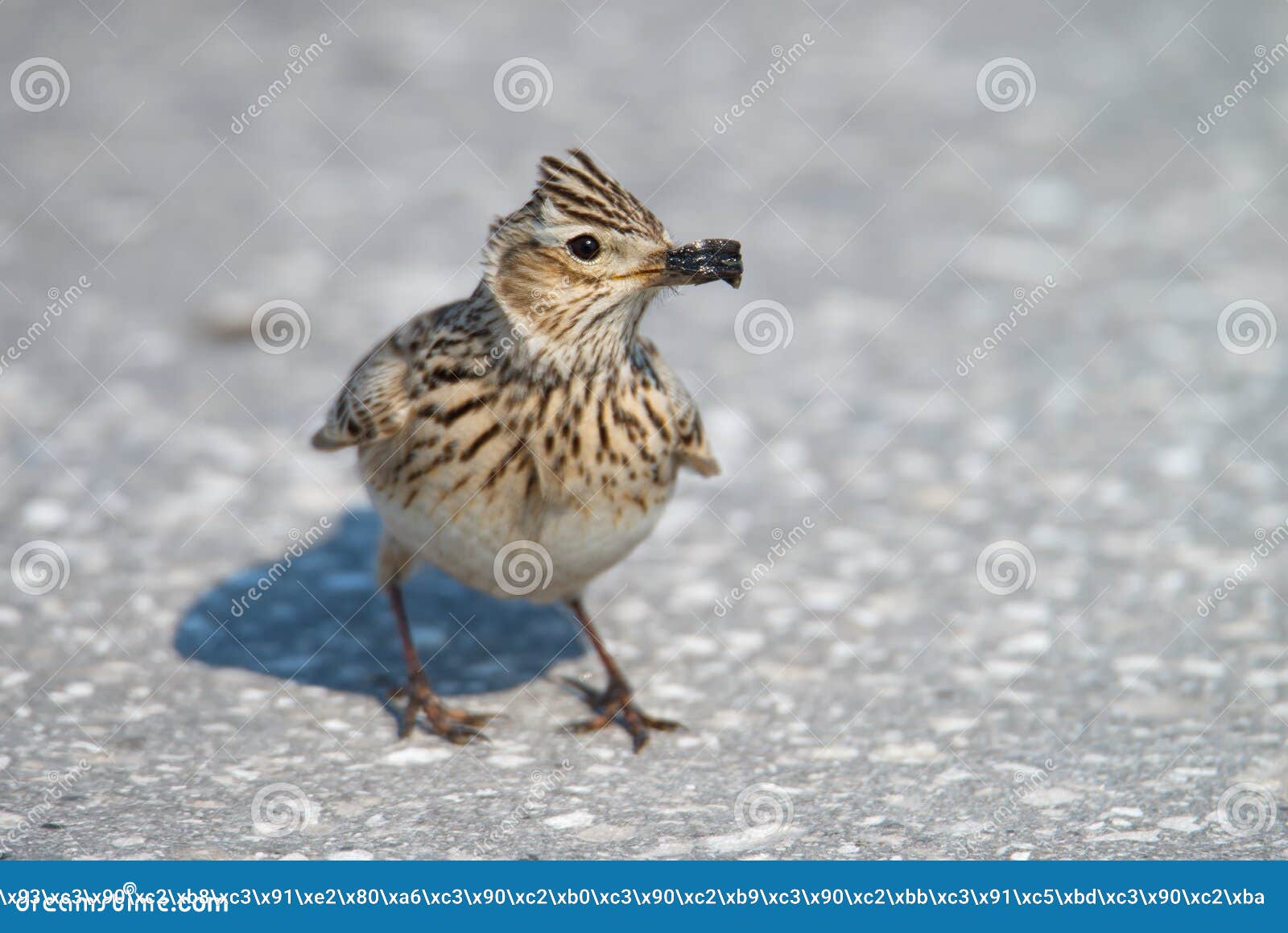 Skylark Bird Stands with Its Prey in Its Beak Stock Photo - Image of ...