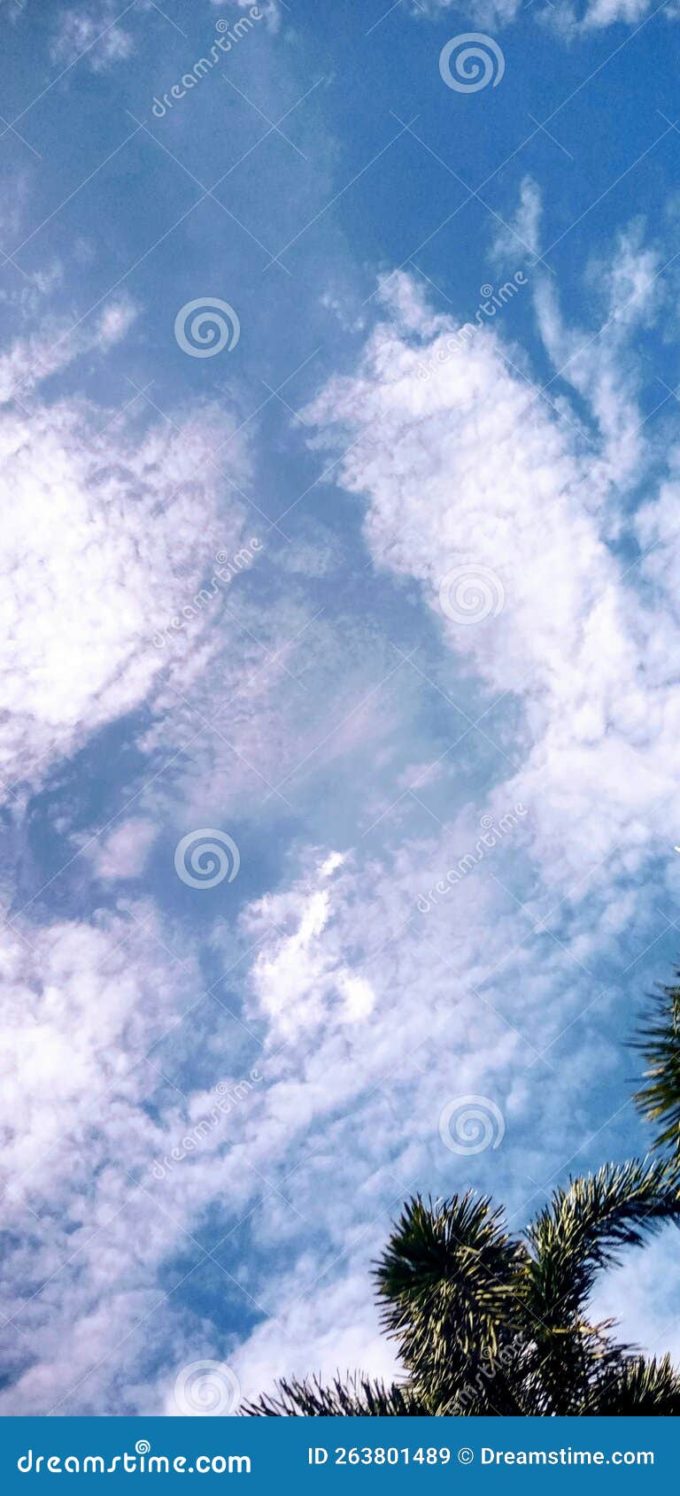 Skylight of palm tree stock image. Image of attractive - 263801489