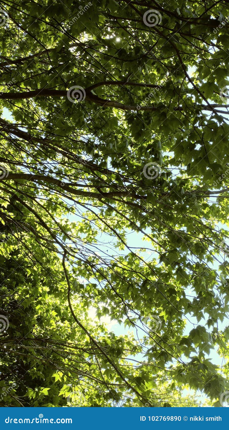 Skylight stock photo. Image of treeleaves, skylight - 102769890