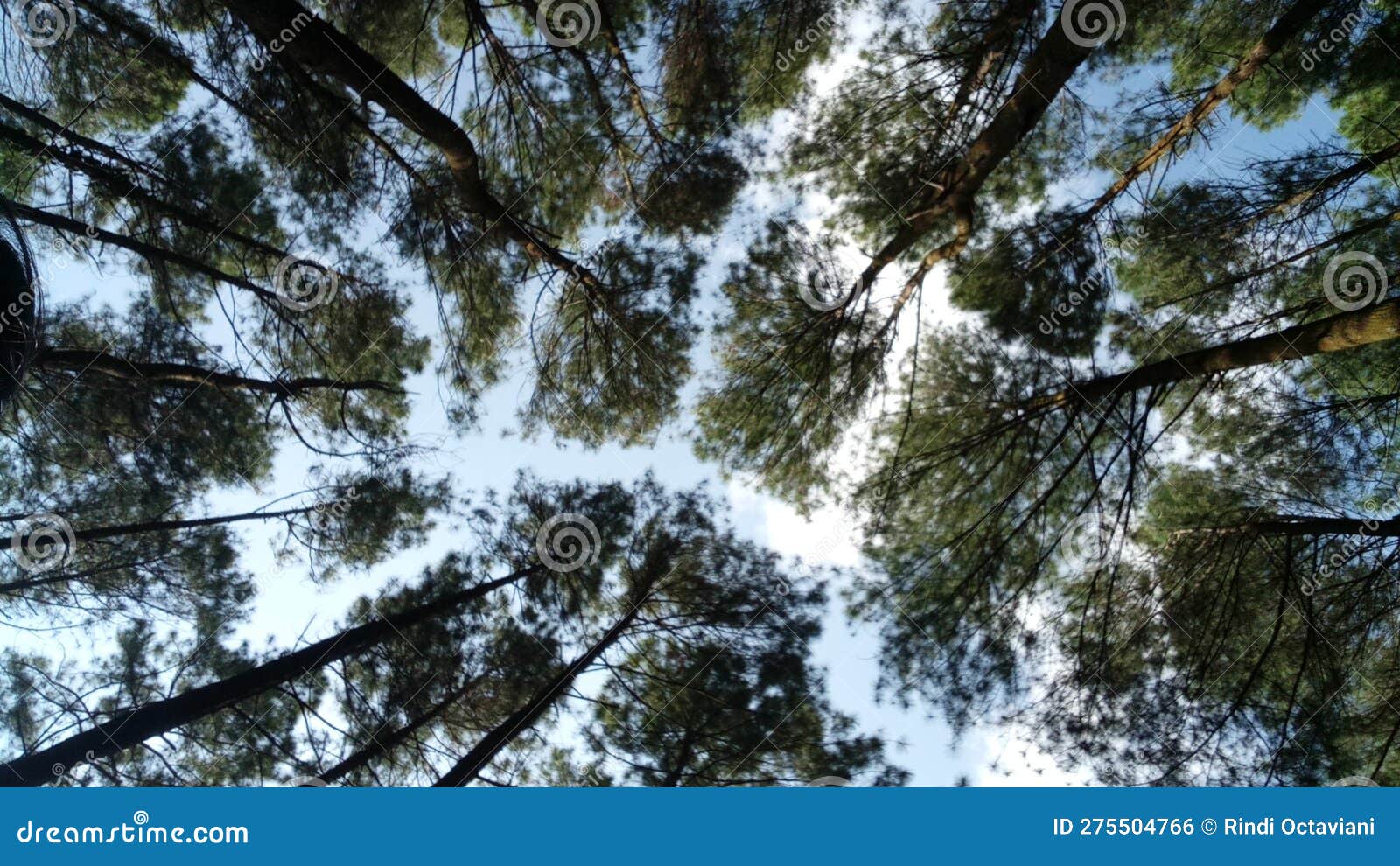 Skylight Under the Pinus Forest Stock Photo - Image of leaf, snow ...