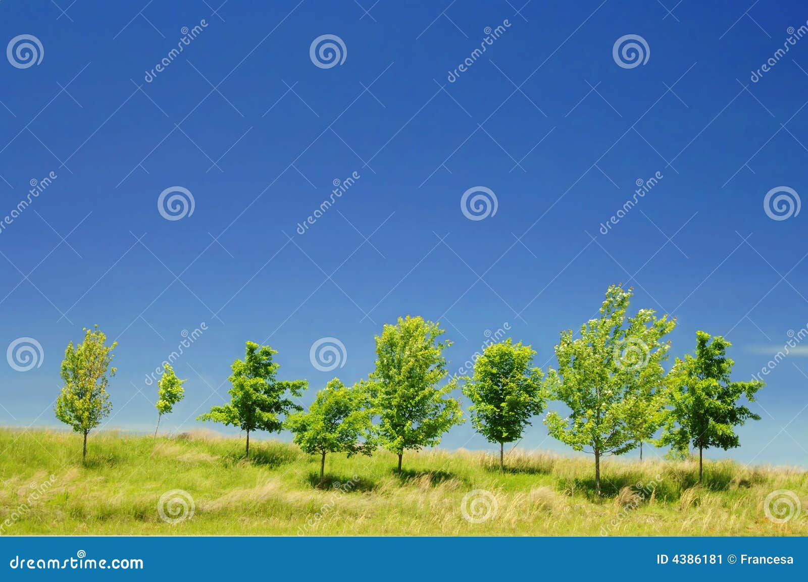 Skyline Trees stock image. Image of background, maple - 4386181