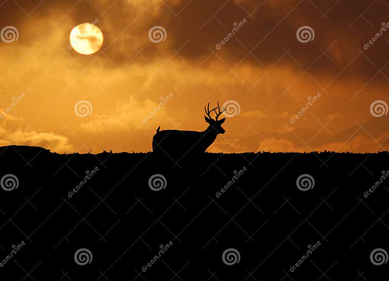 Skylined Deer on Hunt stock photo. Image of clouds, dawn - 4328110