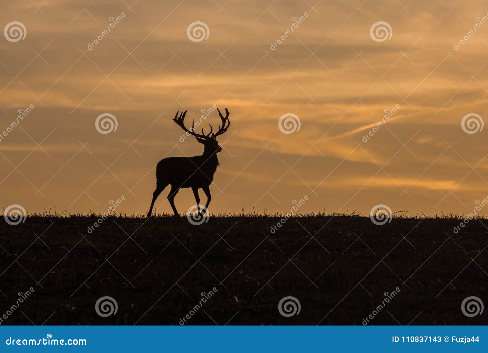 Skylined Rotwild auf Jagd stockbild. Bild von wolke - 110837143