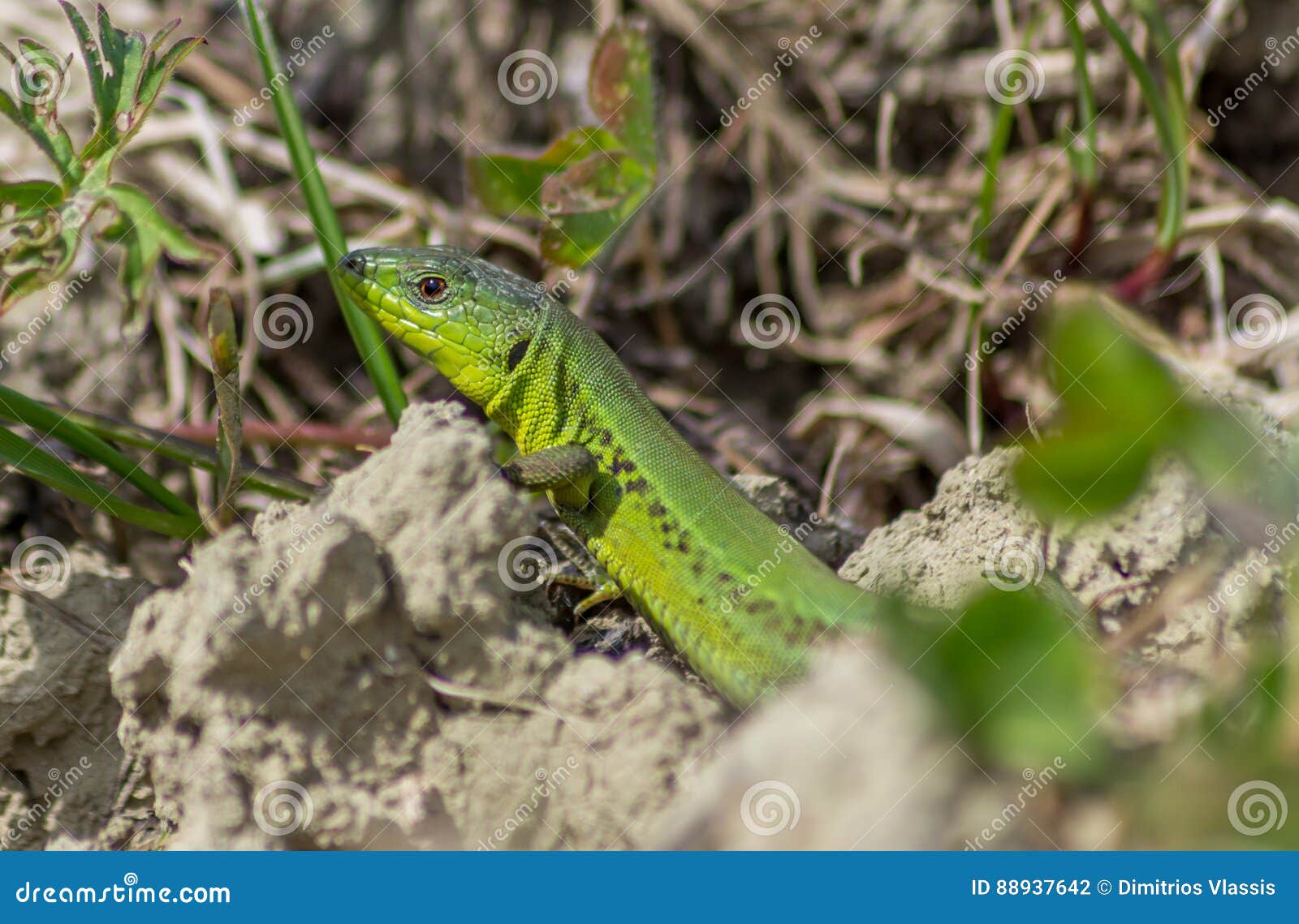 Skyros wall lizard. stock photo. Image of reptile, healthy - 88937642