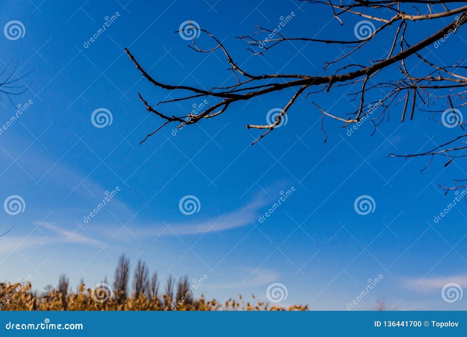 Skyscape with dried forest stock photo. Image of autumn - 136441700