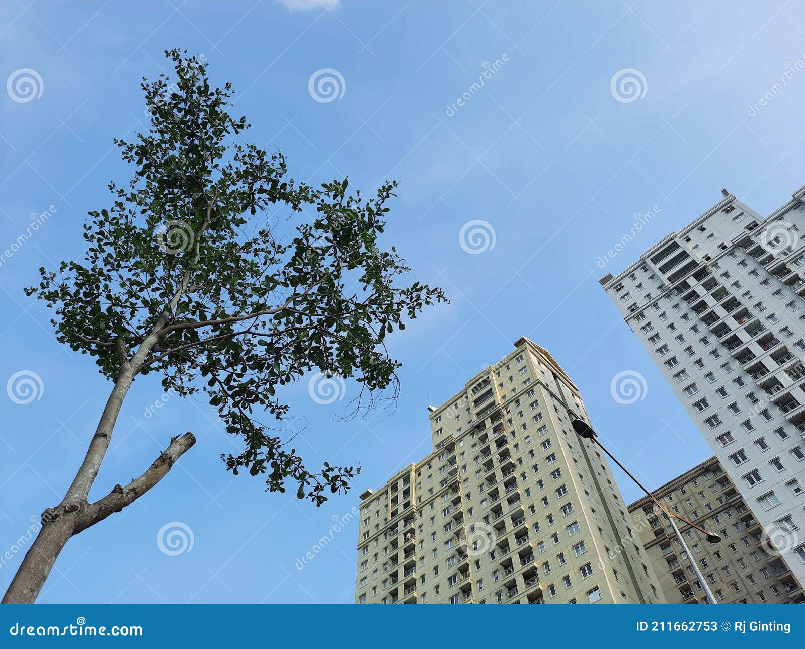 Skyscraper Building and a Tall Tree. Stock Image - Image of tall ...