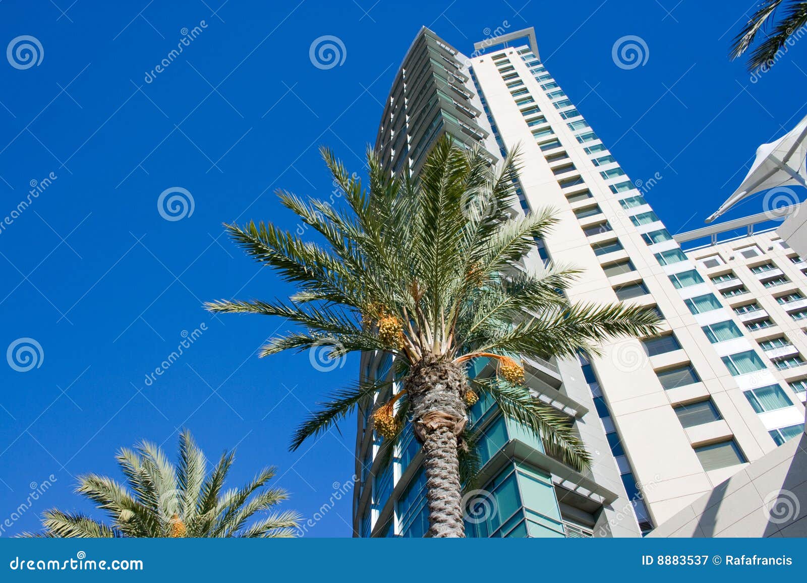 Skyscraper and palm tree stock image. Image of tall, facade - 8883537